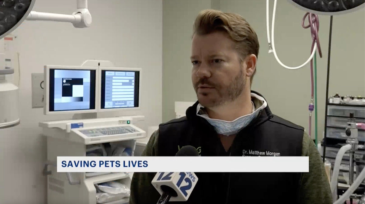 Brooklyn-based company saving pet lives with new medical gel – VETIGEL ...