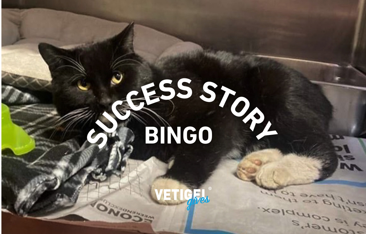 VETIGEL® Gives: Bingo's Success Story – VETIGEL® Hemostatic Gel
