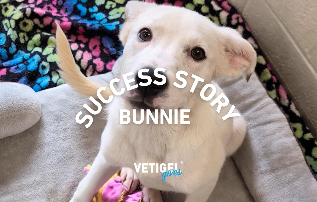 VETIGEL® Gives: Bunnie's Success Story – VETIGEL® Hemostatic Gel
